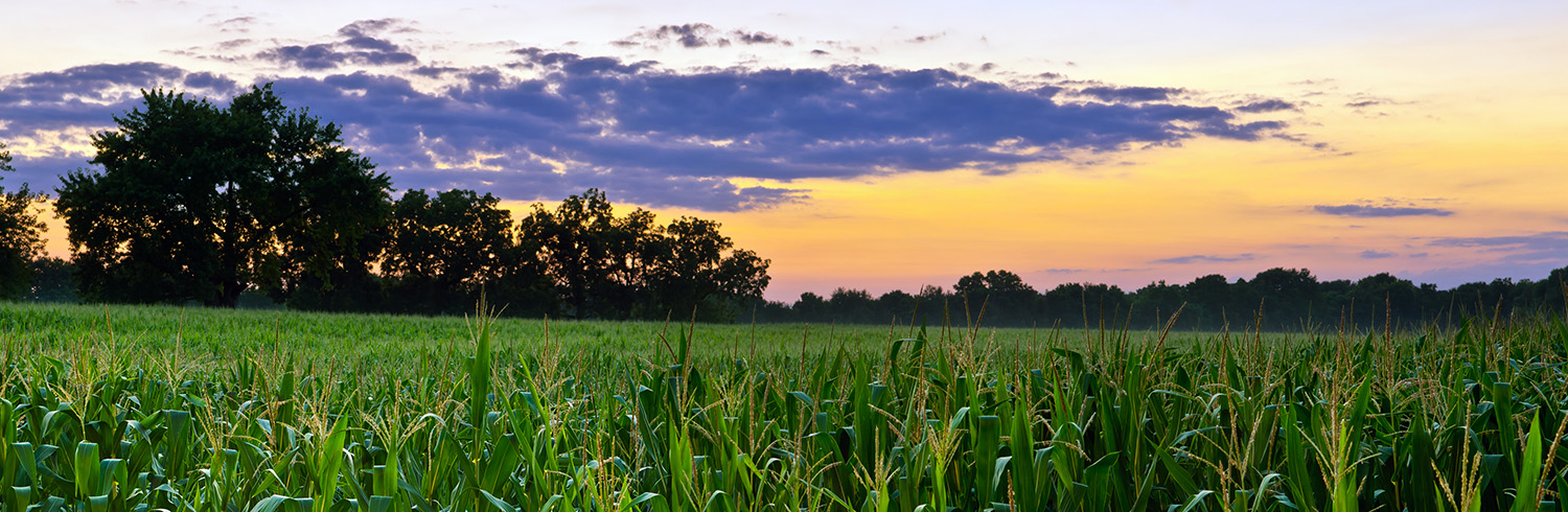 Kentucky corn production up, soybean and tobacco down - Lane Report ...