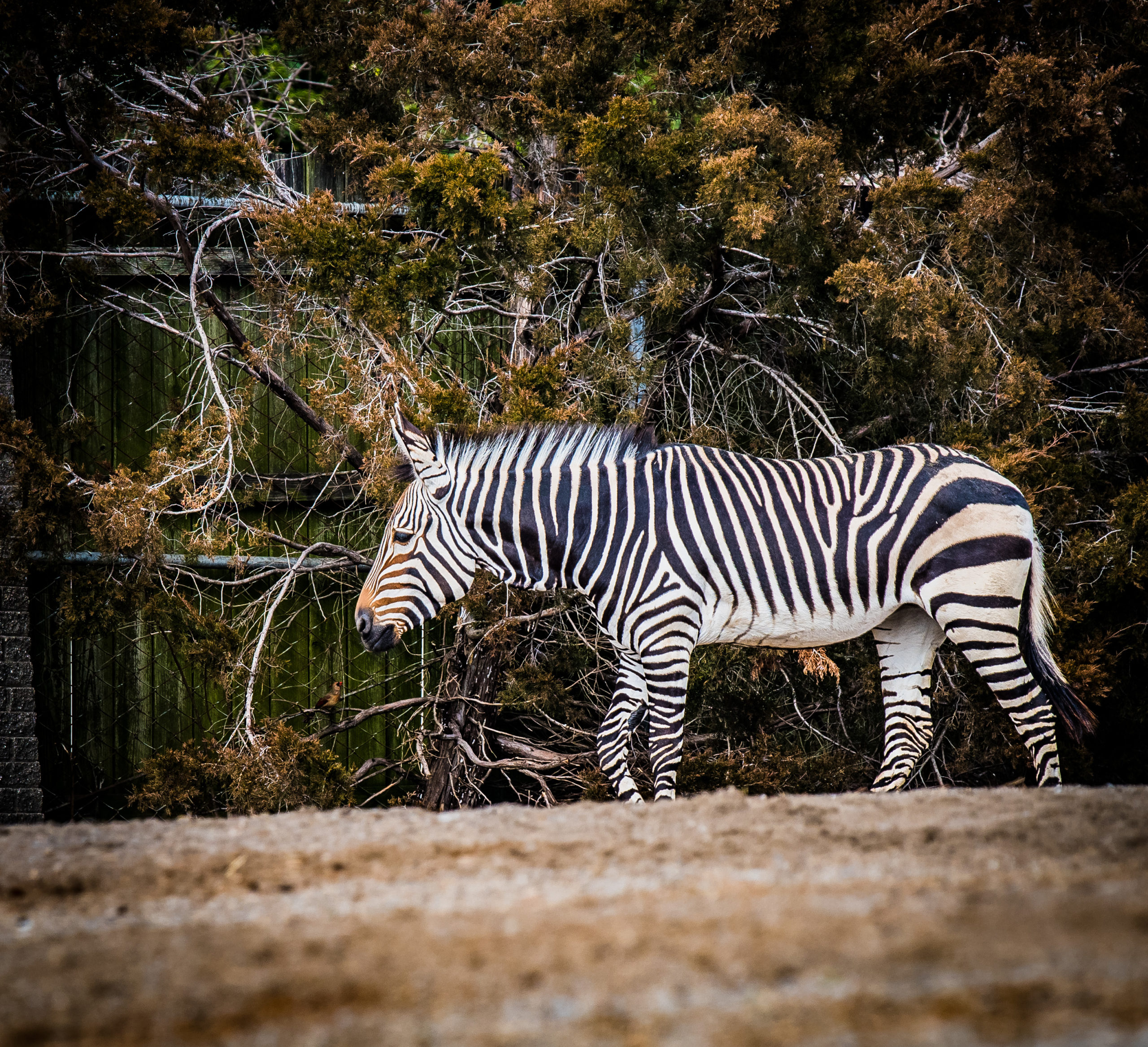 Louisville Zoo welcomes new zebra - Lane Report | Kentucky Business ...