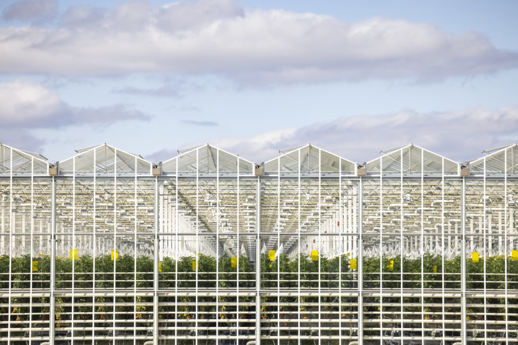 AppHarvest breaks ground on two new high-tech indoor farms in Kentucky ...