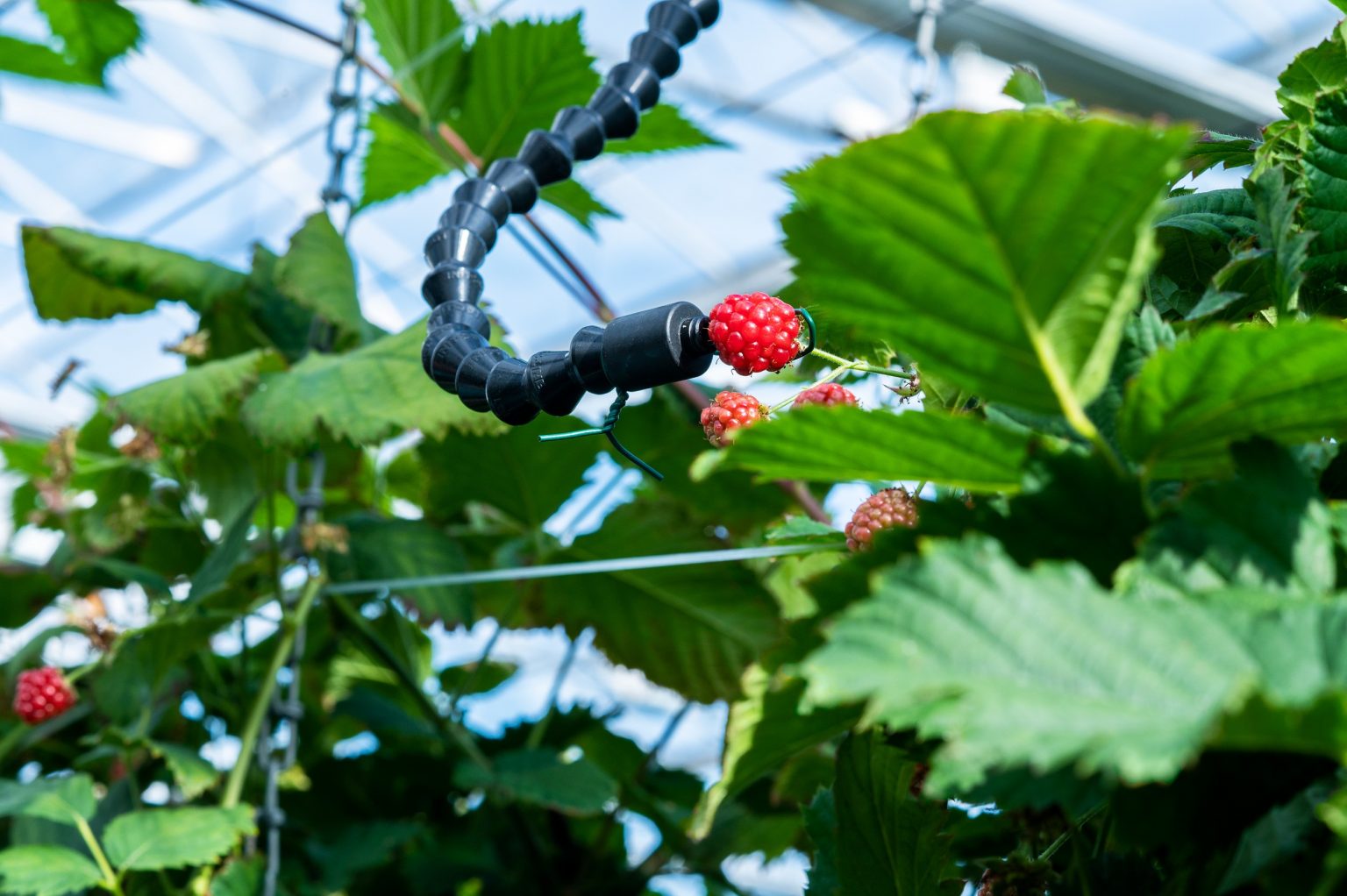 Bosch Berries investing $49M in Pulaski County, creating 28 full-time ...