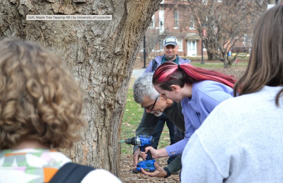 UofL begins maple syrup harvest using campus trees - Lane Report ...