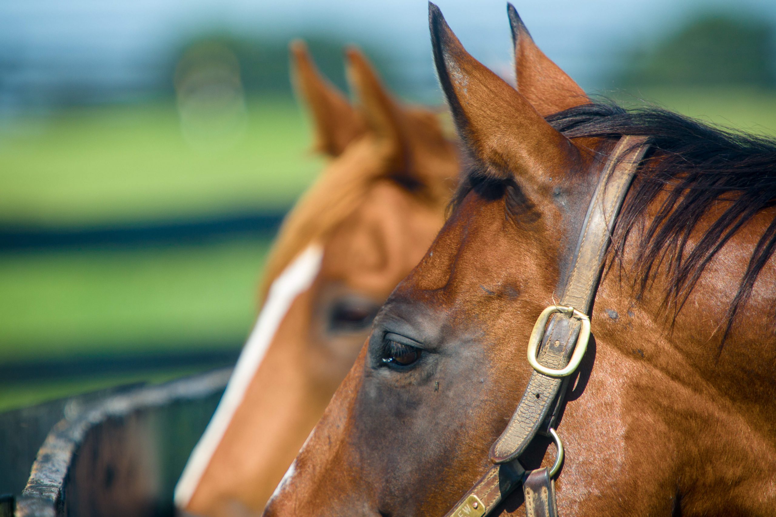 UK equine gene mapping project set to transform animal science - Lane ...