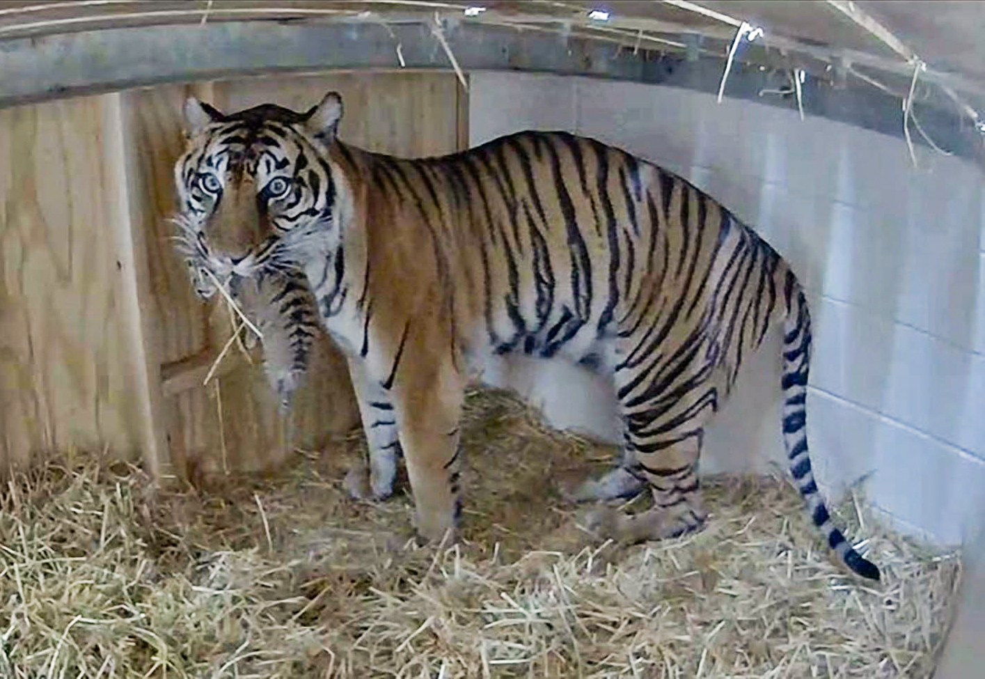 Louisville Zoo celebrates a rare birth - Lane Report | Kentucky ...