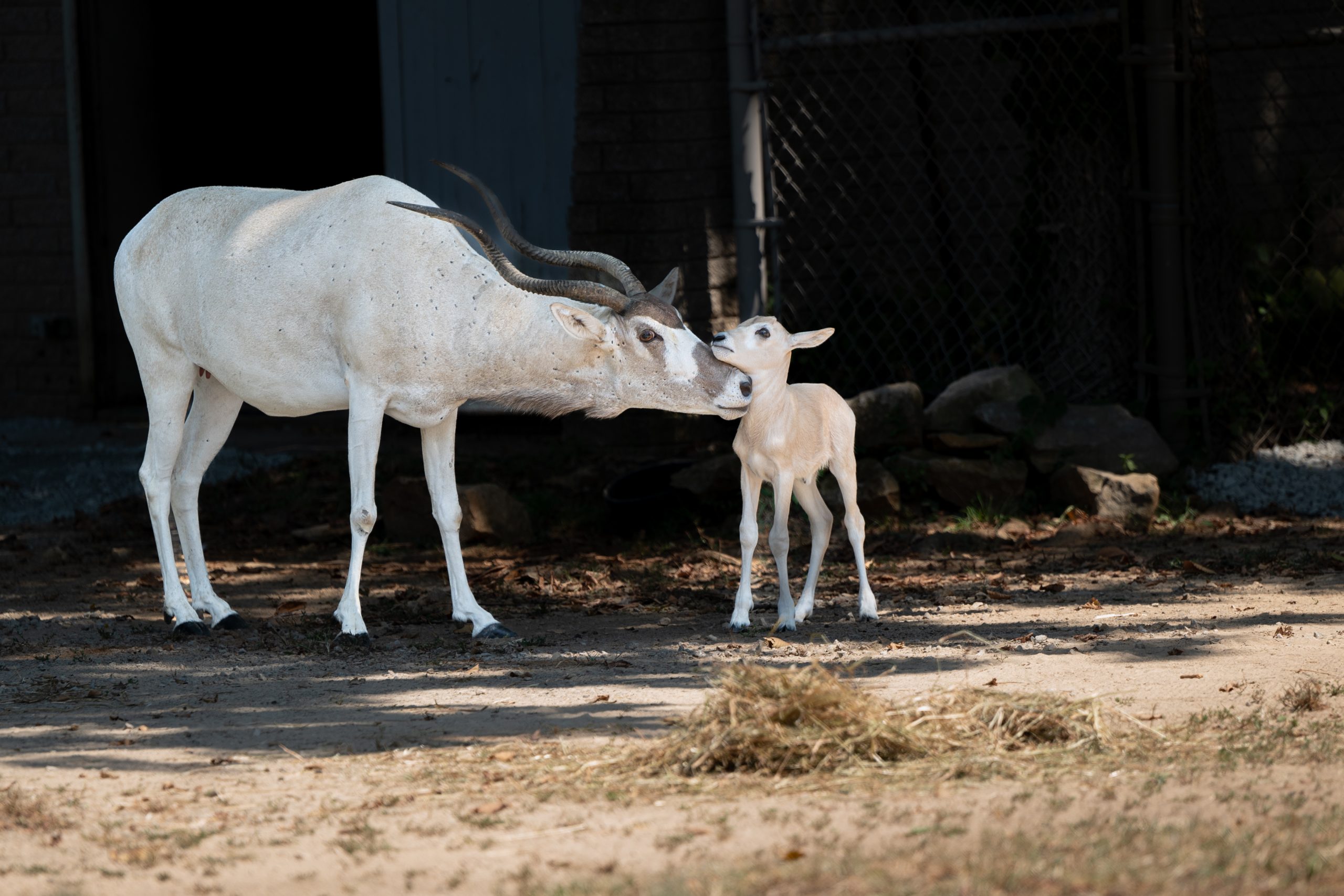 Louisville Zoo welcomes another addition during Summer baby boom - Lane ...