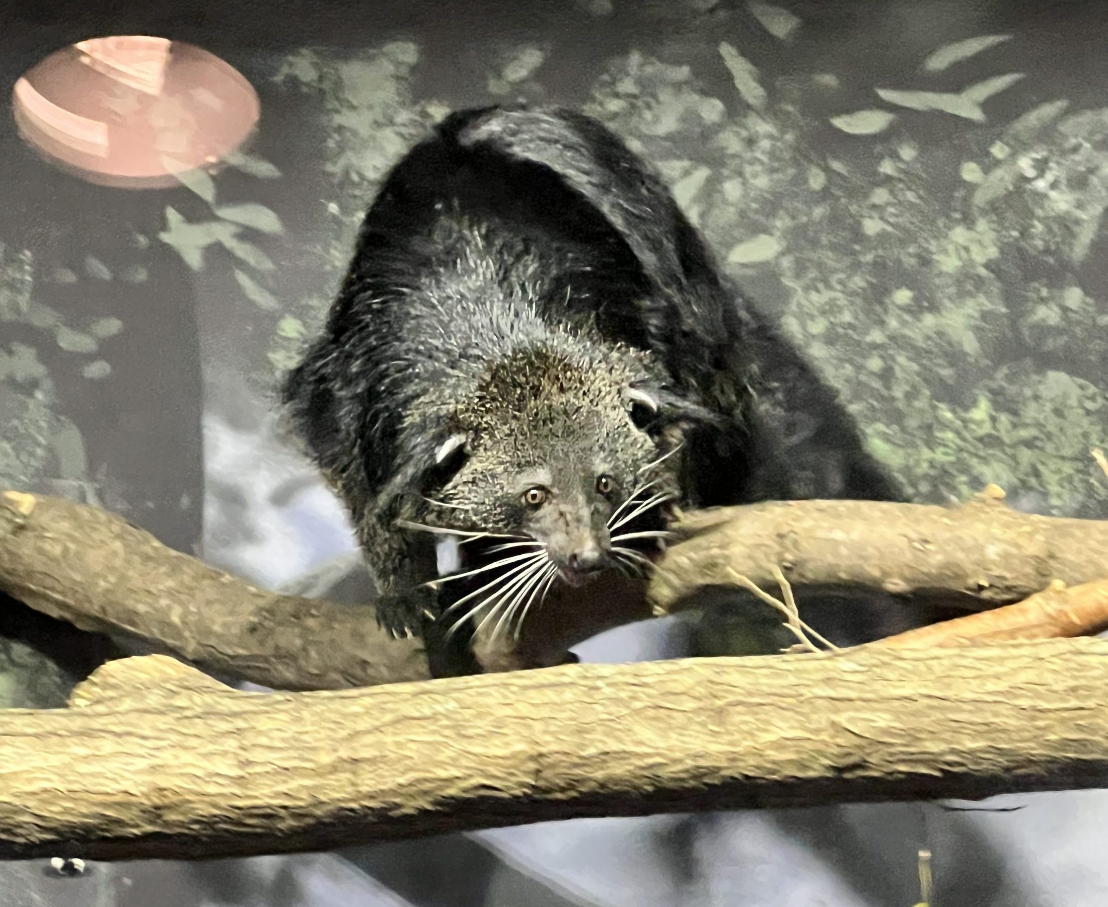 Zoo has its first bearcat — which smells like buttered popcorn! - Lane ...