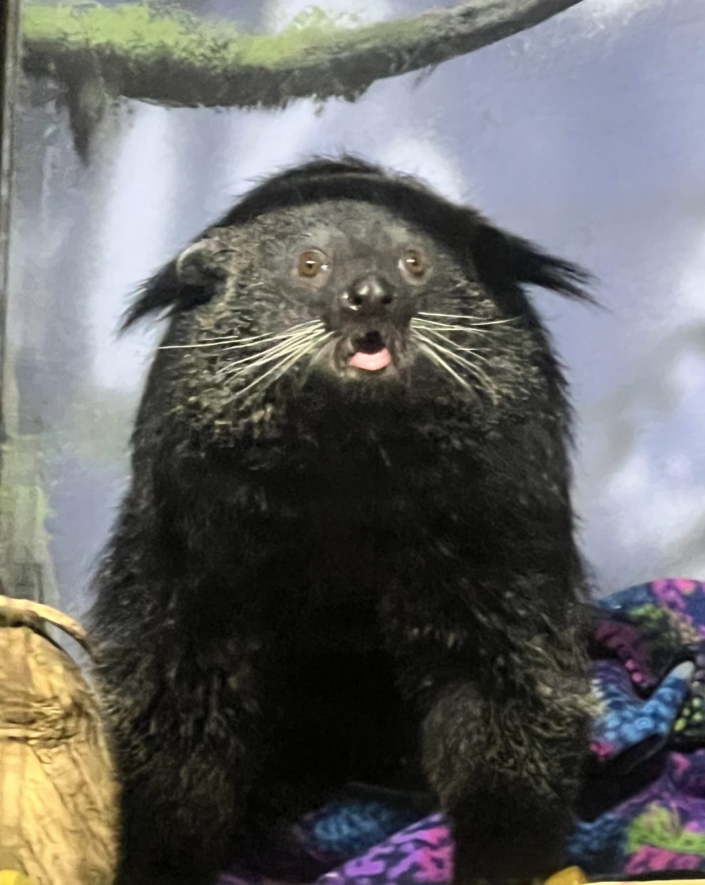 Zoo has its first bearcat — which smells like buttered popcorn! - Lane ...