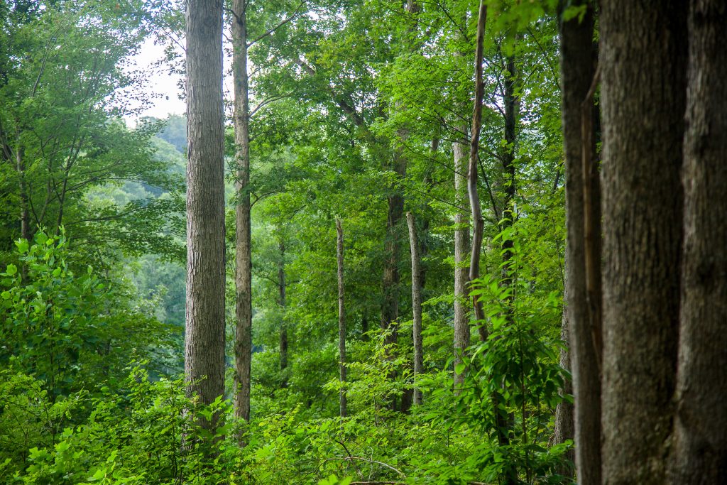Conference to focus on innovative conservation for Ky’s $9B forest ...