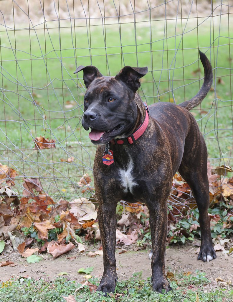 Ky. pup an American Farm Bureau Farm Dog of the Year finalist - Lane ...