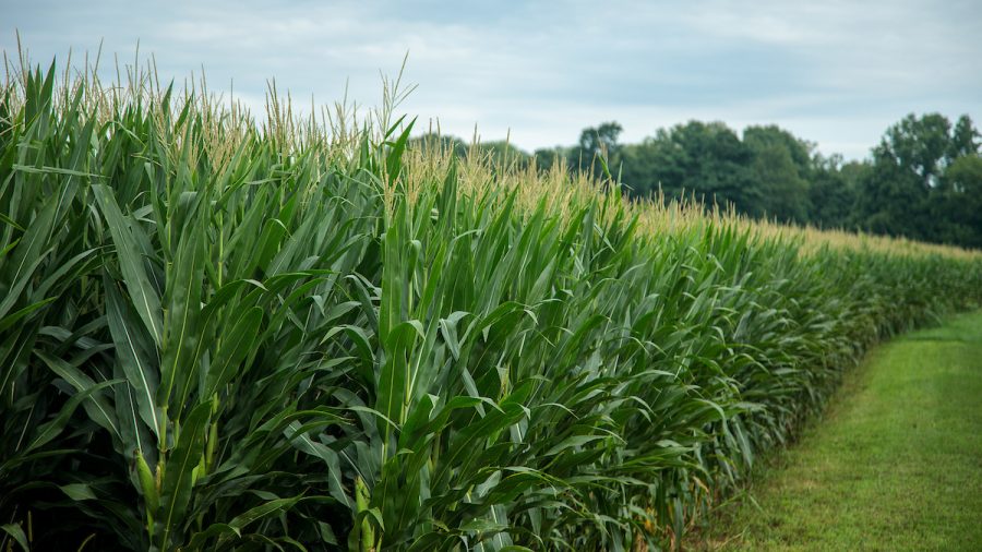 Corn & humidity? UK crop expert says its impact is negligible - Lane ...