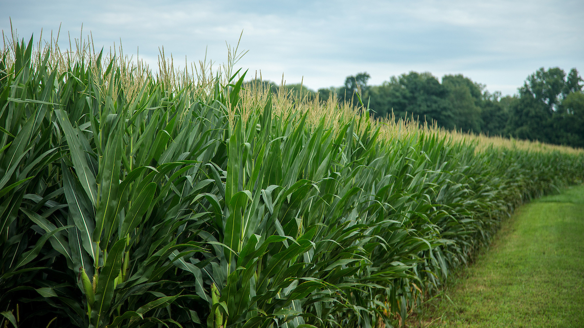 Corn & humidity? UK crop expert says its impact is negligible - Lane ...