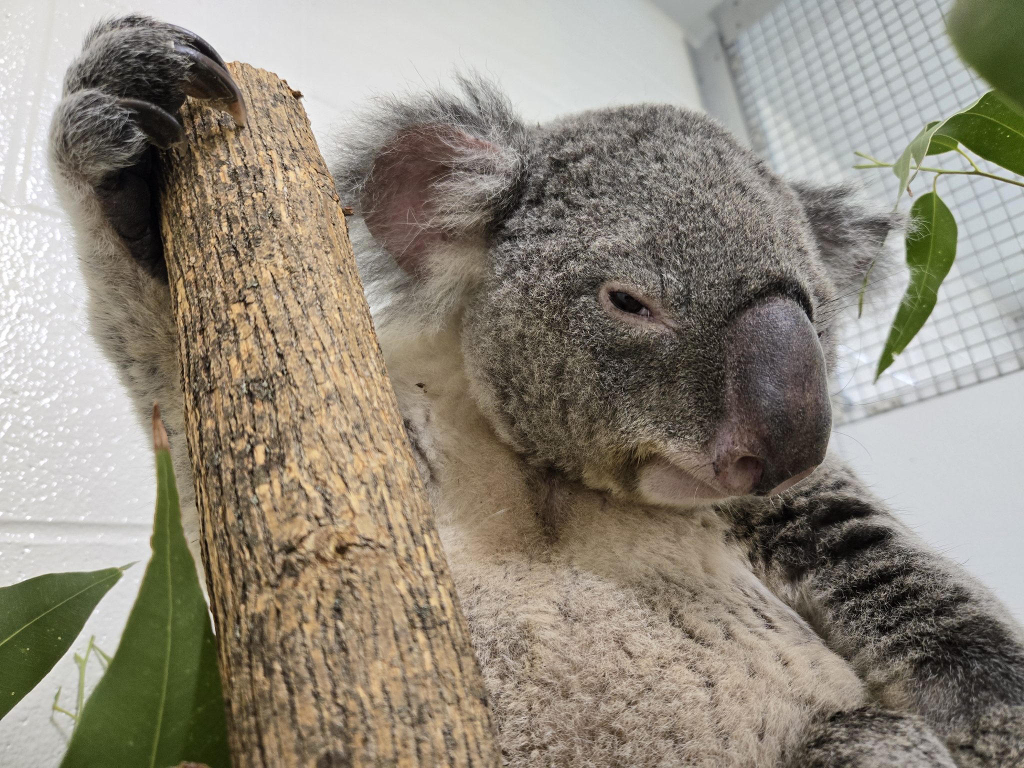 Operation Boomerang brings koalas to Louisville Zoo - Lane Report ...