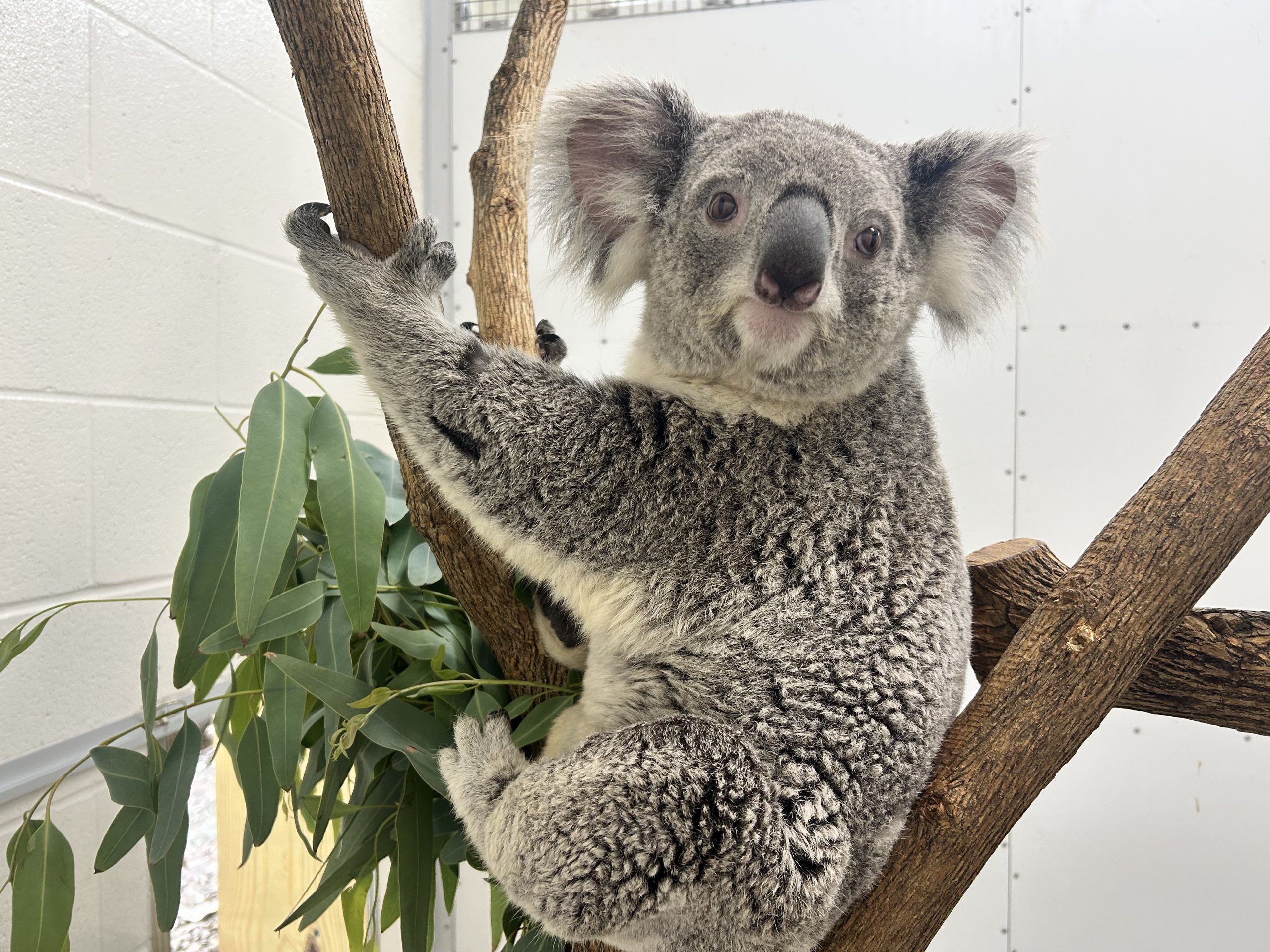 Operation Boomerang brings koalas to Louisville Zoo - Lane Report | Kentucky Business & Economic ...