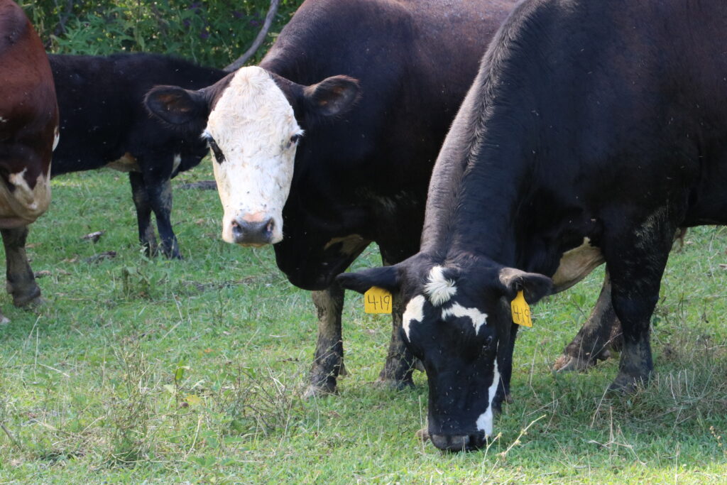 Data center hyperscalers eyeing Ky, but the large players remain ...