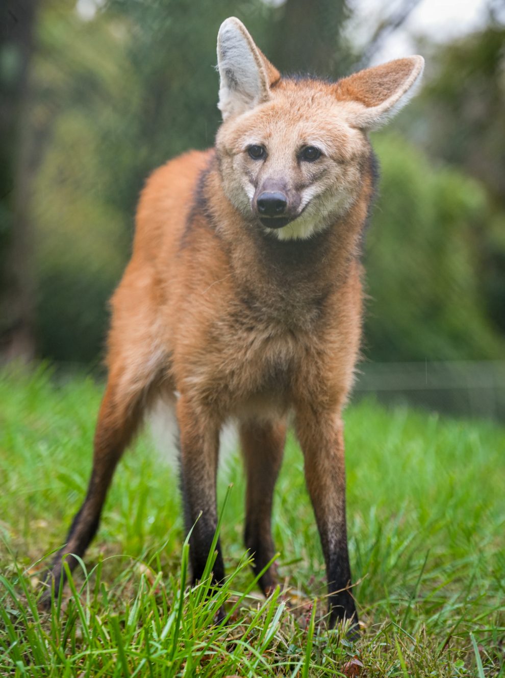 Chrys the maned wolf joins Louisville Zoo family - Lane Report ...