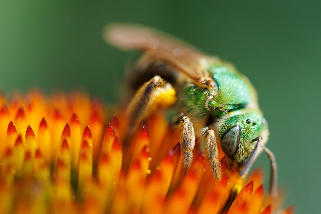 KSU helps sustain food system through Bee Campus USA - Lane Report ...