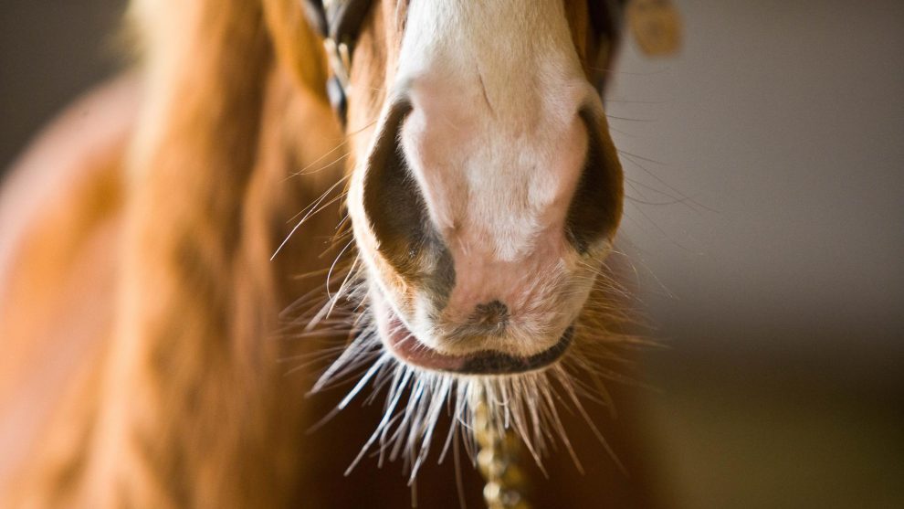 Air testing could help spot equine herpesvirus at major events, UK ...