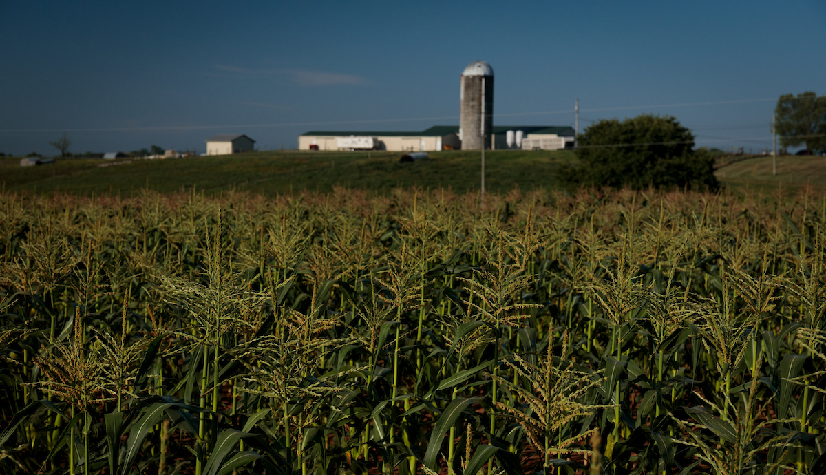KSU research tracks nutrients beyond the corn row - Lane Report ...