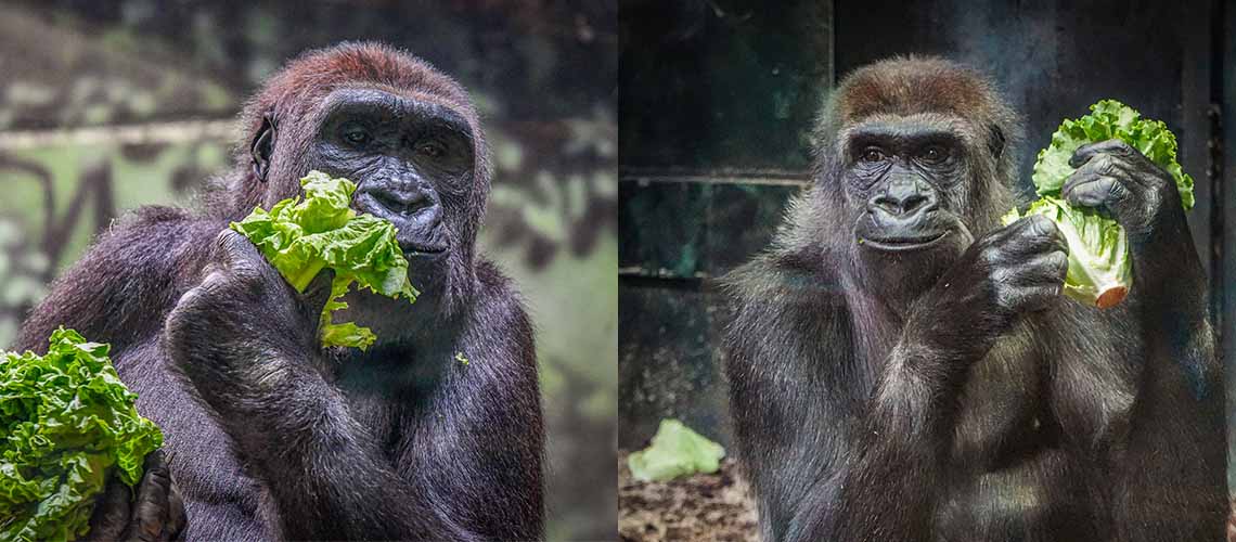 Louisville Zoo welcomes two new female gorillas - The Lane Report ...